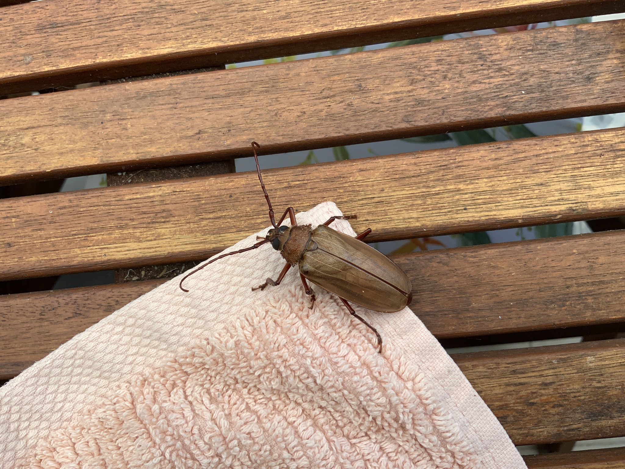 Agrianome spinicollis (MacLeay, 1826)