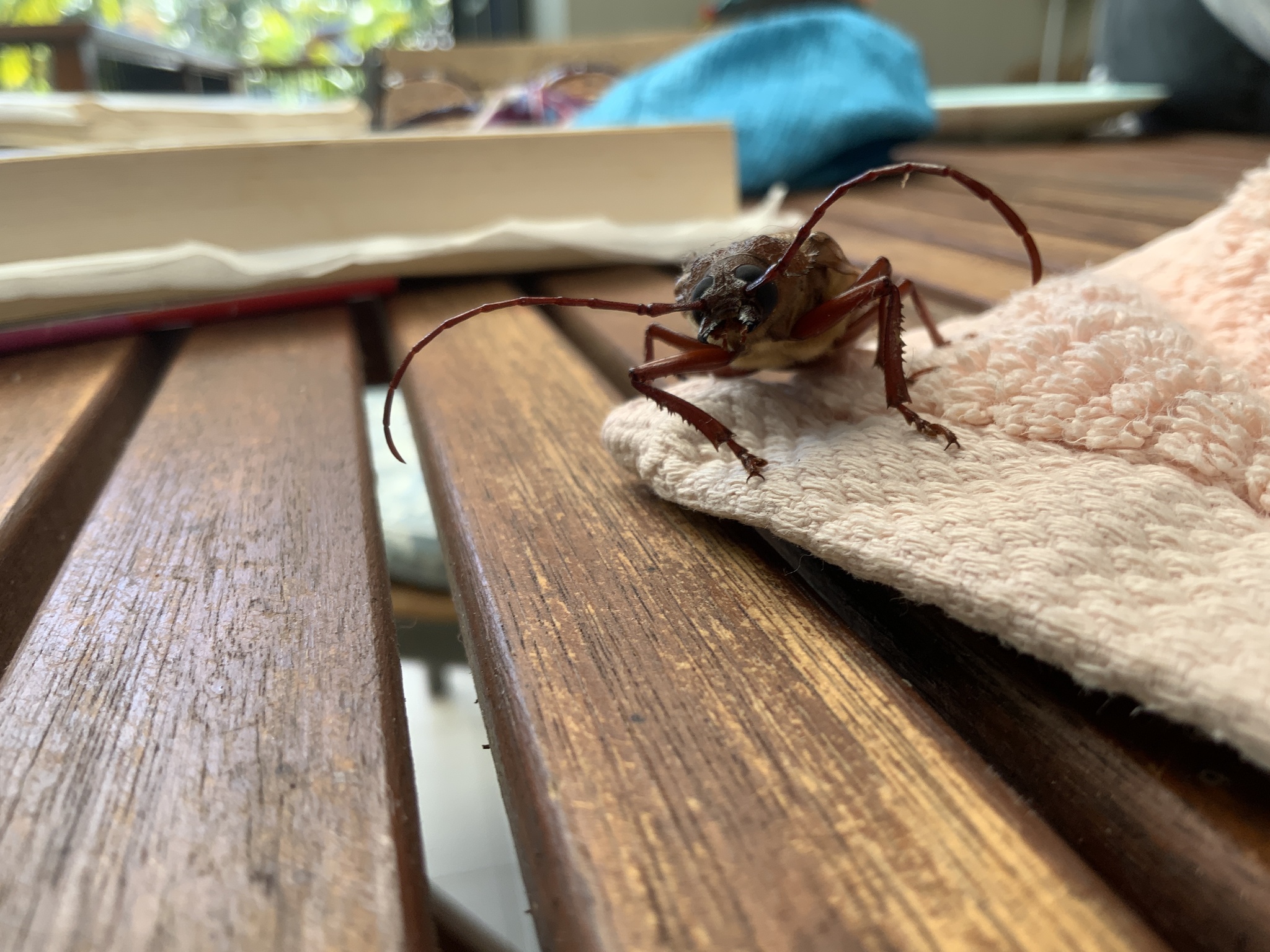 Agrianome spinicollis (MacLeay, 1826)