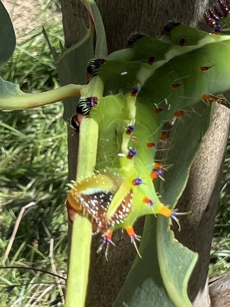 Emperor Gum Moth from Sutton Forest, NSW, AU on January 26, 2023 at 10: ...