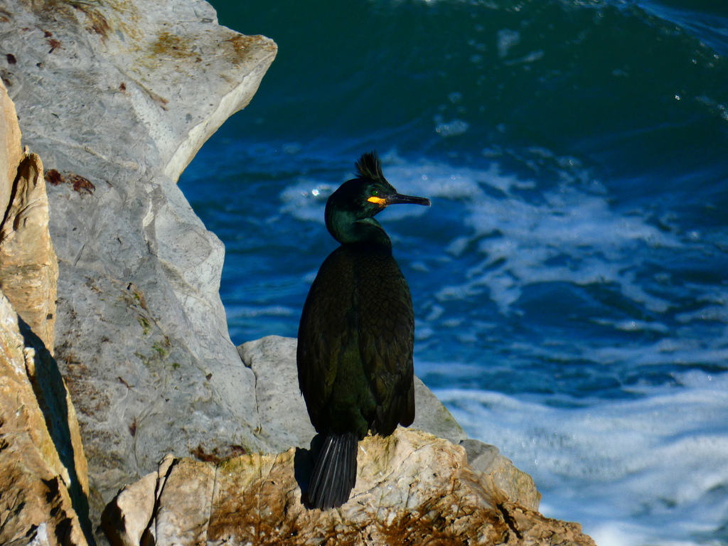 European Shag from 2520 Peniche, Portugal on January 24, 2023 at 11:12 ...