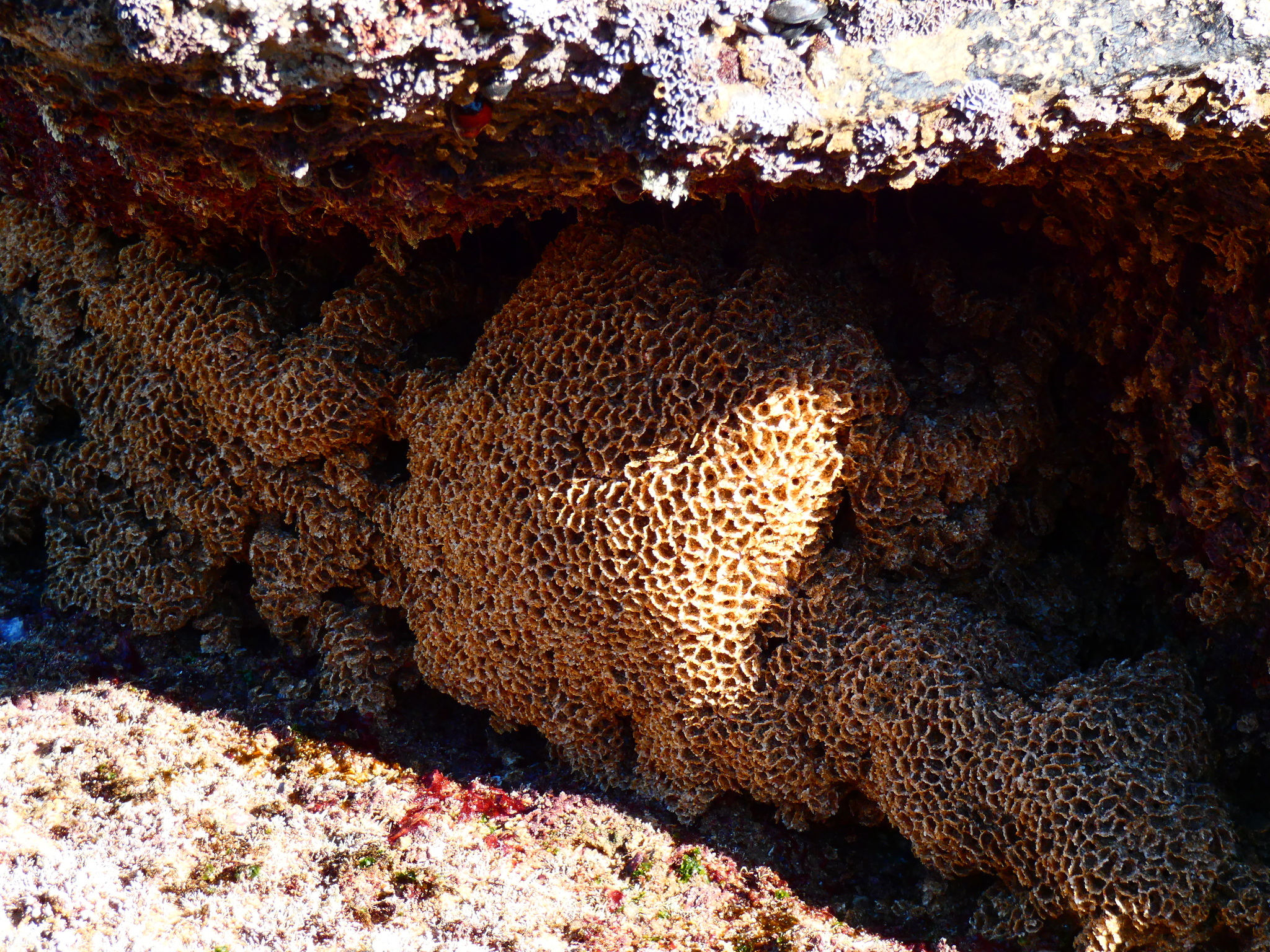 Sabellaria alveolata (Linnaeus, 1767)