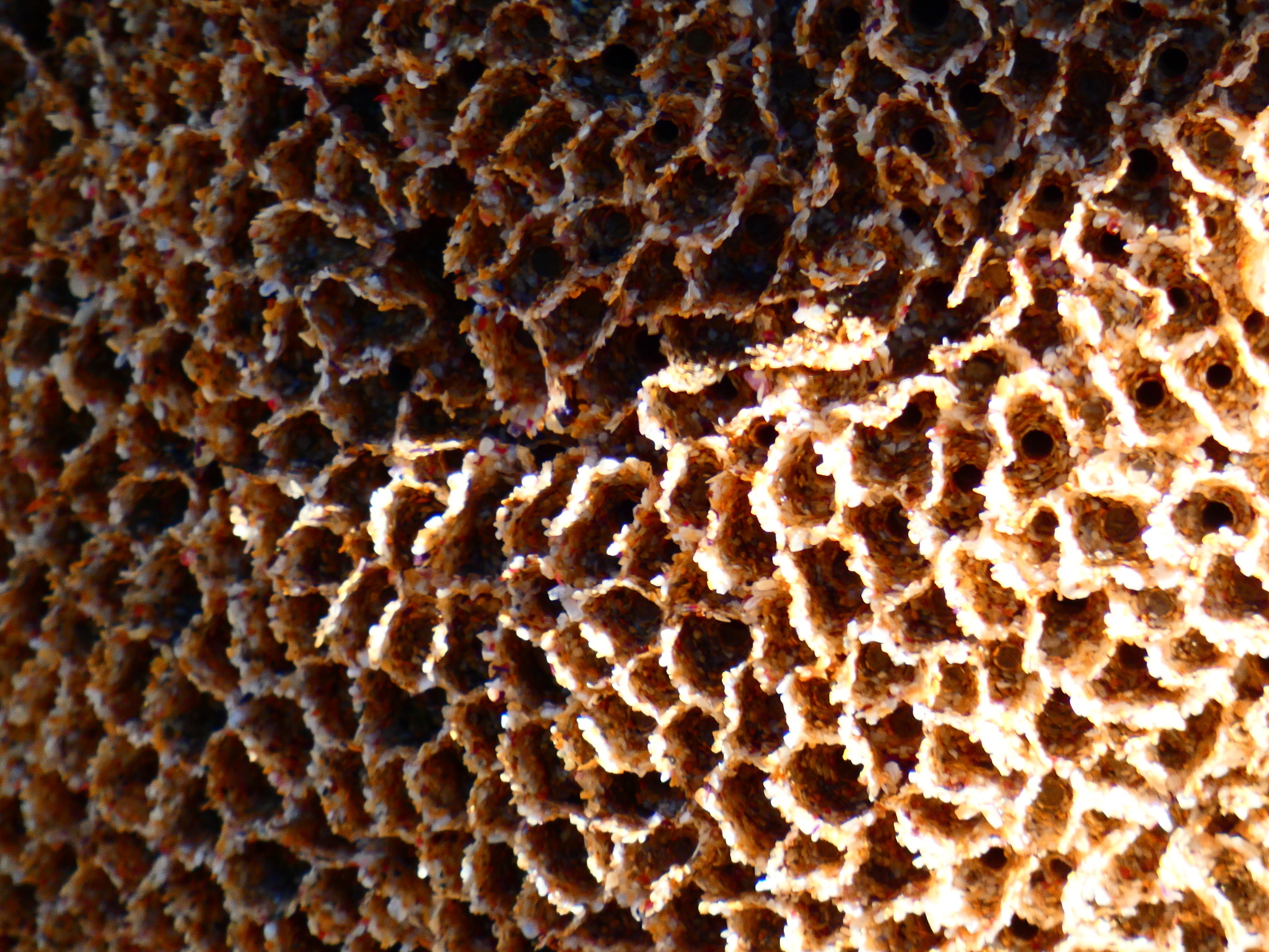 Sabellaria alveolata (Linnaeus, 1767)