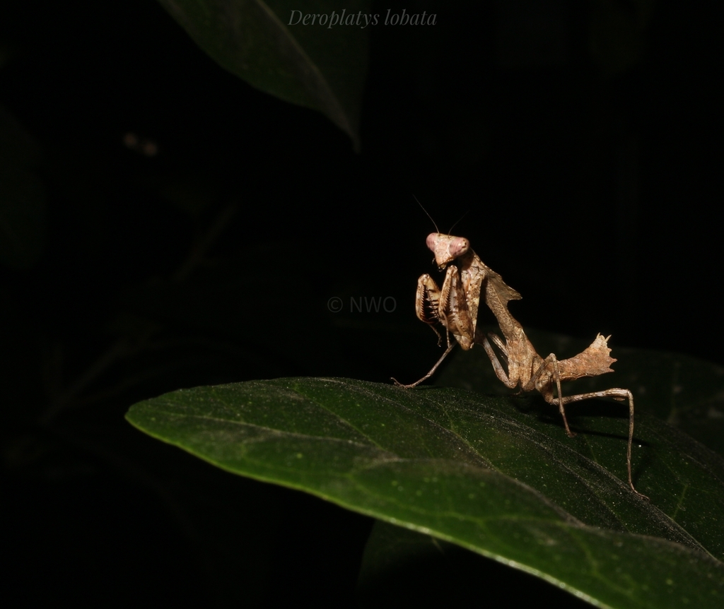 Southeast Asian Dead Leaf Mantis from 6JMP+W3G, Ciater, Subang Regency ...