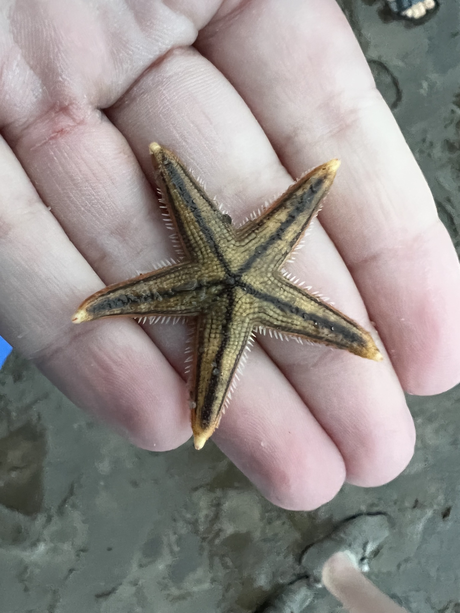 Luidia clathrata (Say, 1825)