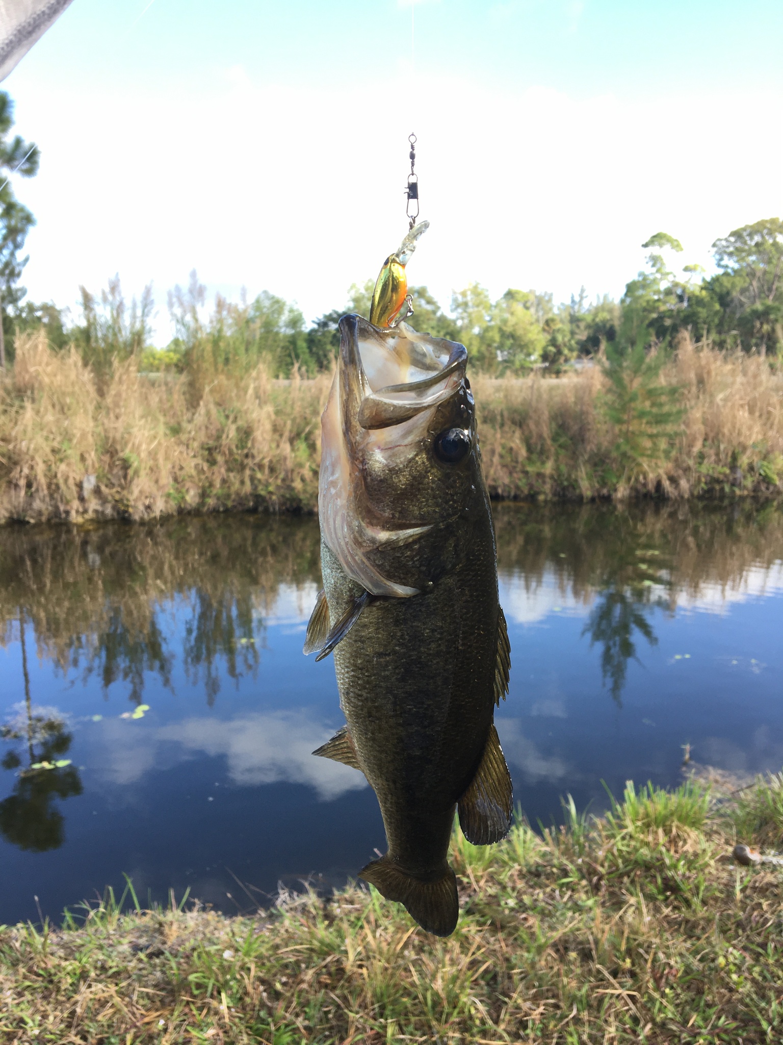 Micropterus floridanus (Lesueur, 1822)