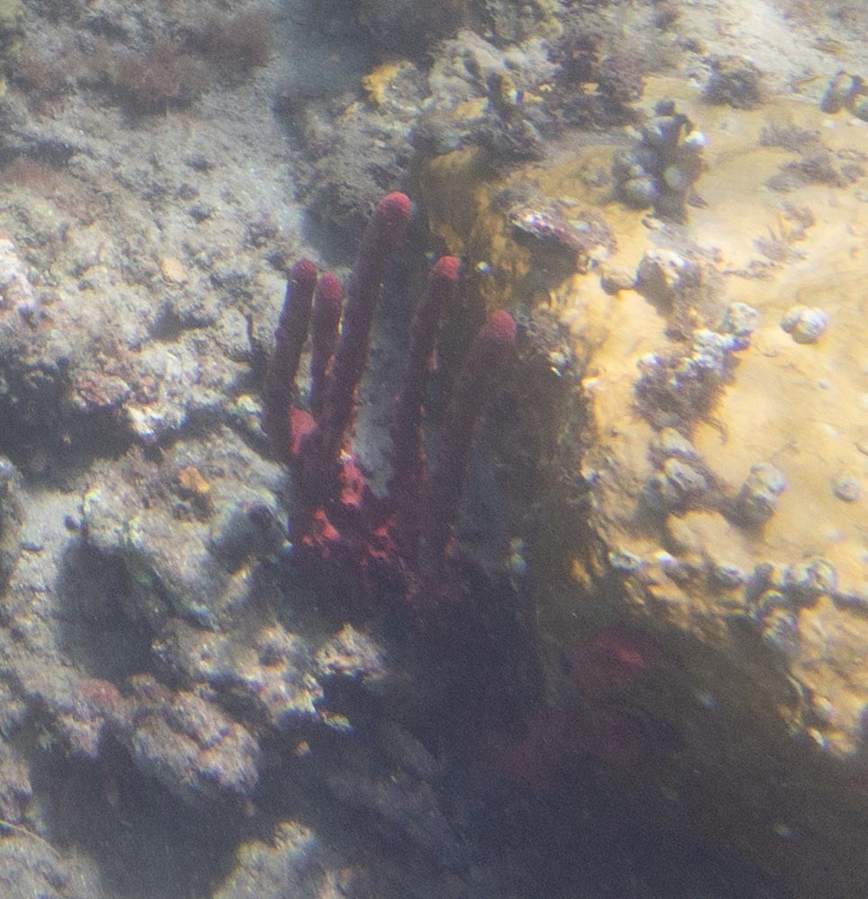 Niphatidae