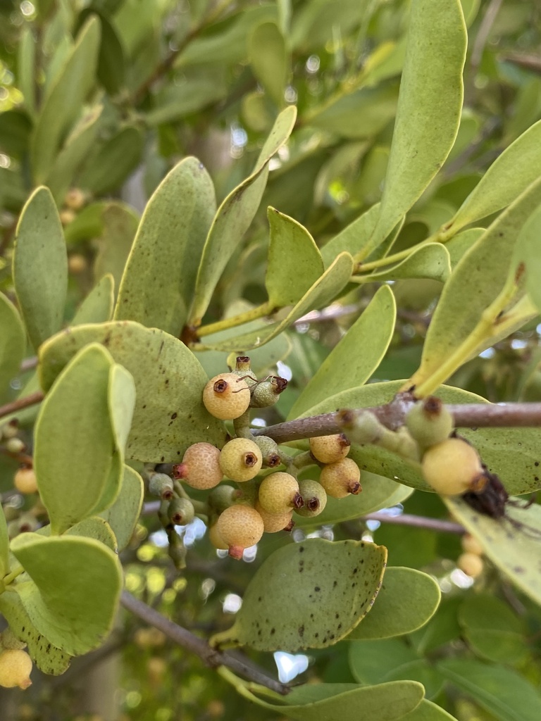 Amyema conspicua from Brisbane Corso Park, Yeronga, QLD, AU on January ...