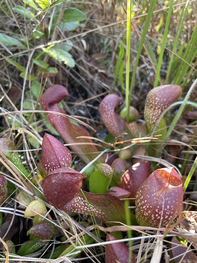 parrot pitcher plant in October 2021 by lillybyrd · iNaturalist