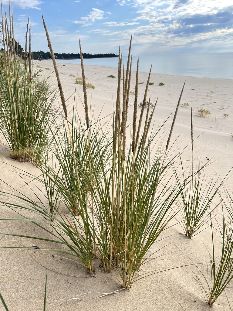 American marram grass in October 2022 by Rob Curtis · iNaturalist