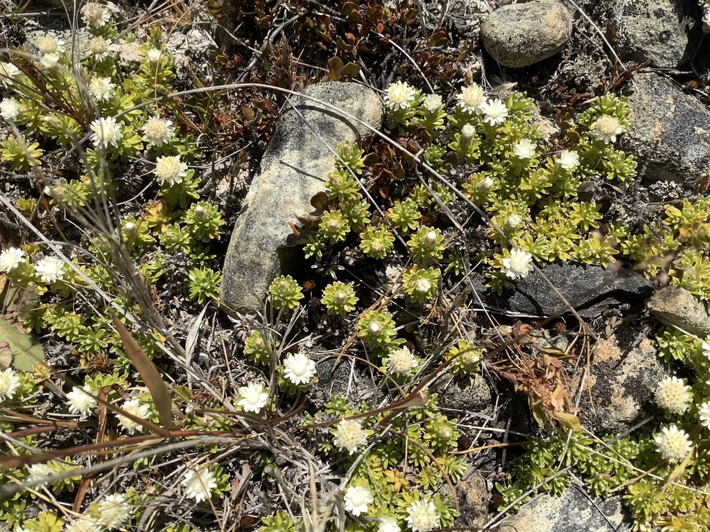 Turf-mat daisy from Lake Ōhau, New Zealand on January 26, 2023 at 02:22 ...