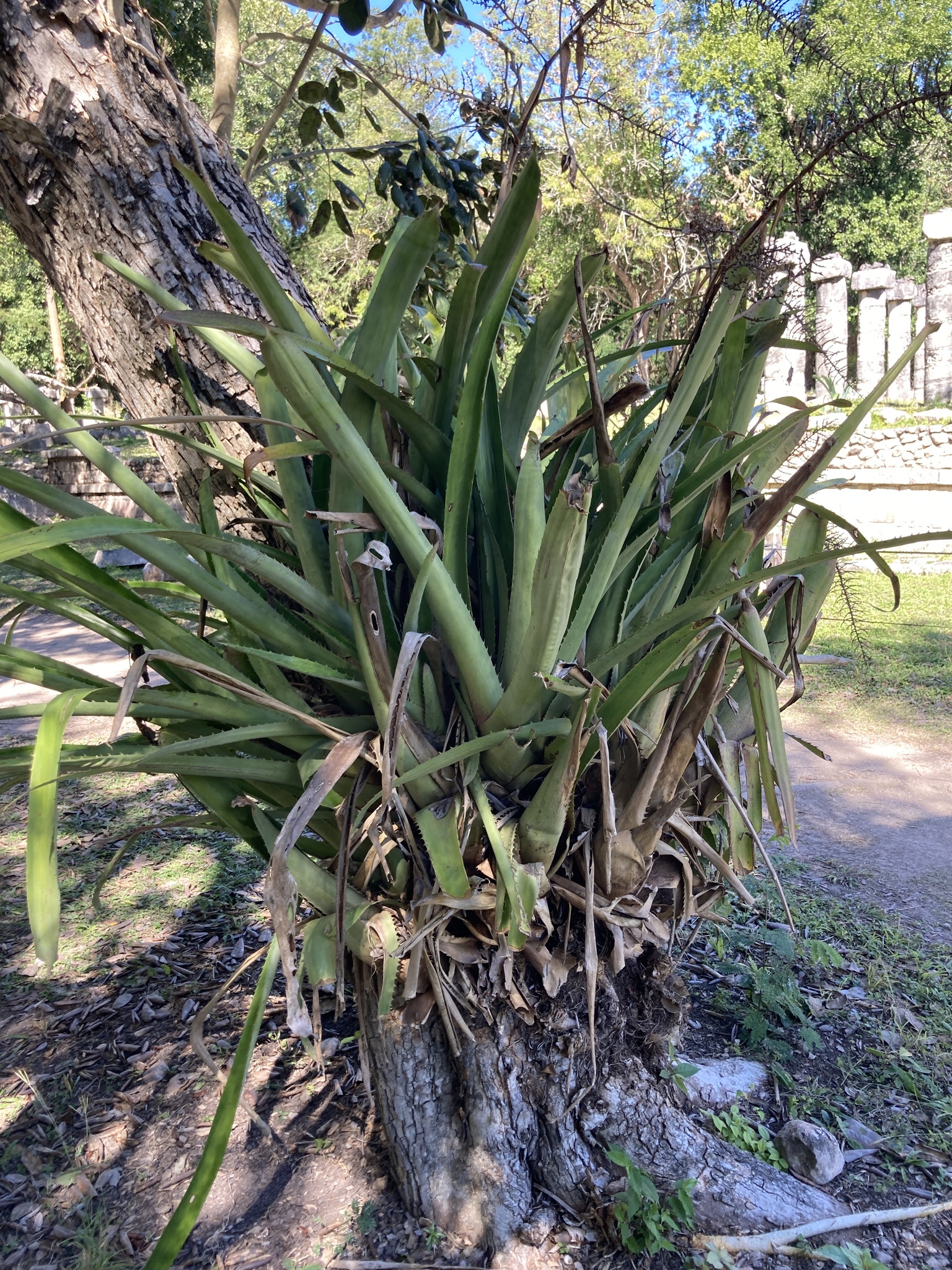 Aechmea bracteata (Sw.) Griseb.