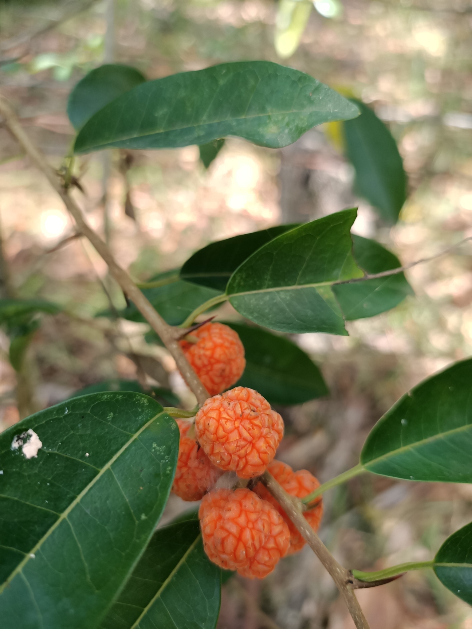 Maclura cochinchinensis (Lour.) Corner