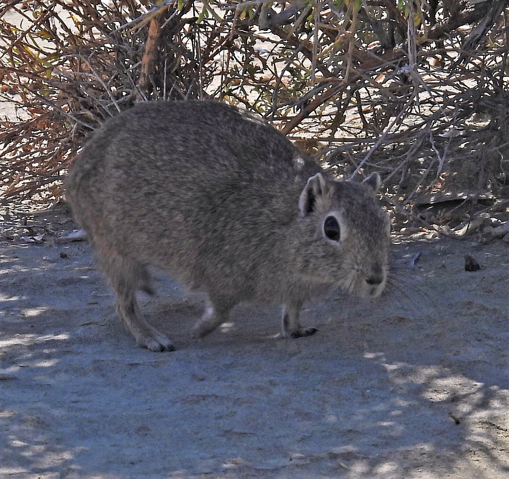 Microcavia H.Gervais & Ameghino, 1880