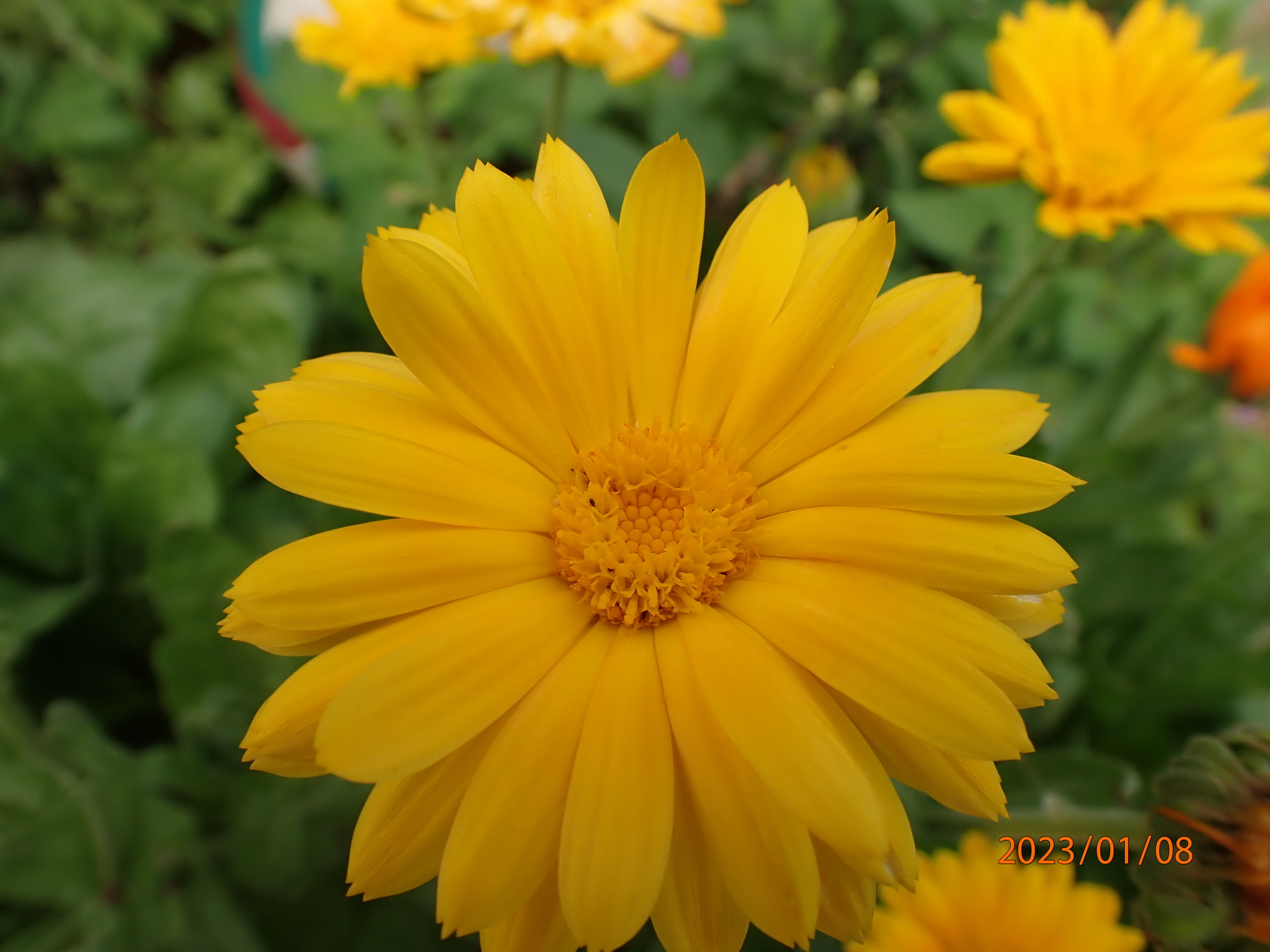 Calendula officinalis L.