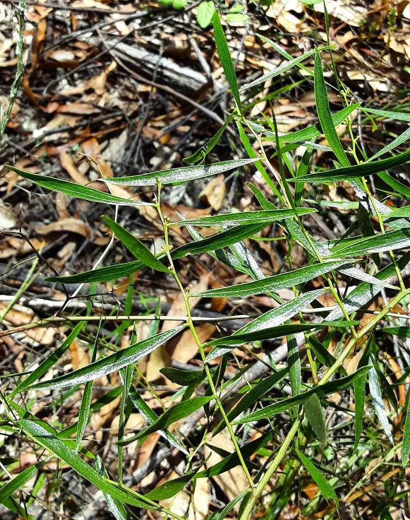 Varnish Wattle from Megalong Valley NSW 2785, Australia on January 25 ...