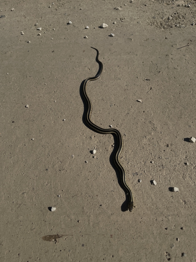 Common Garter Snake in October 2022 by Rob Curtis · iNaturalist