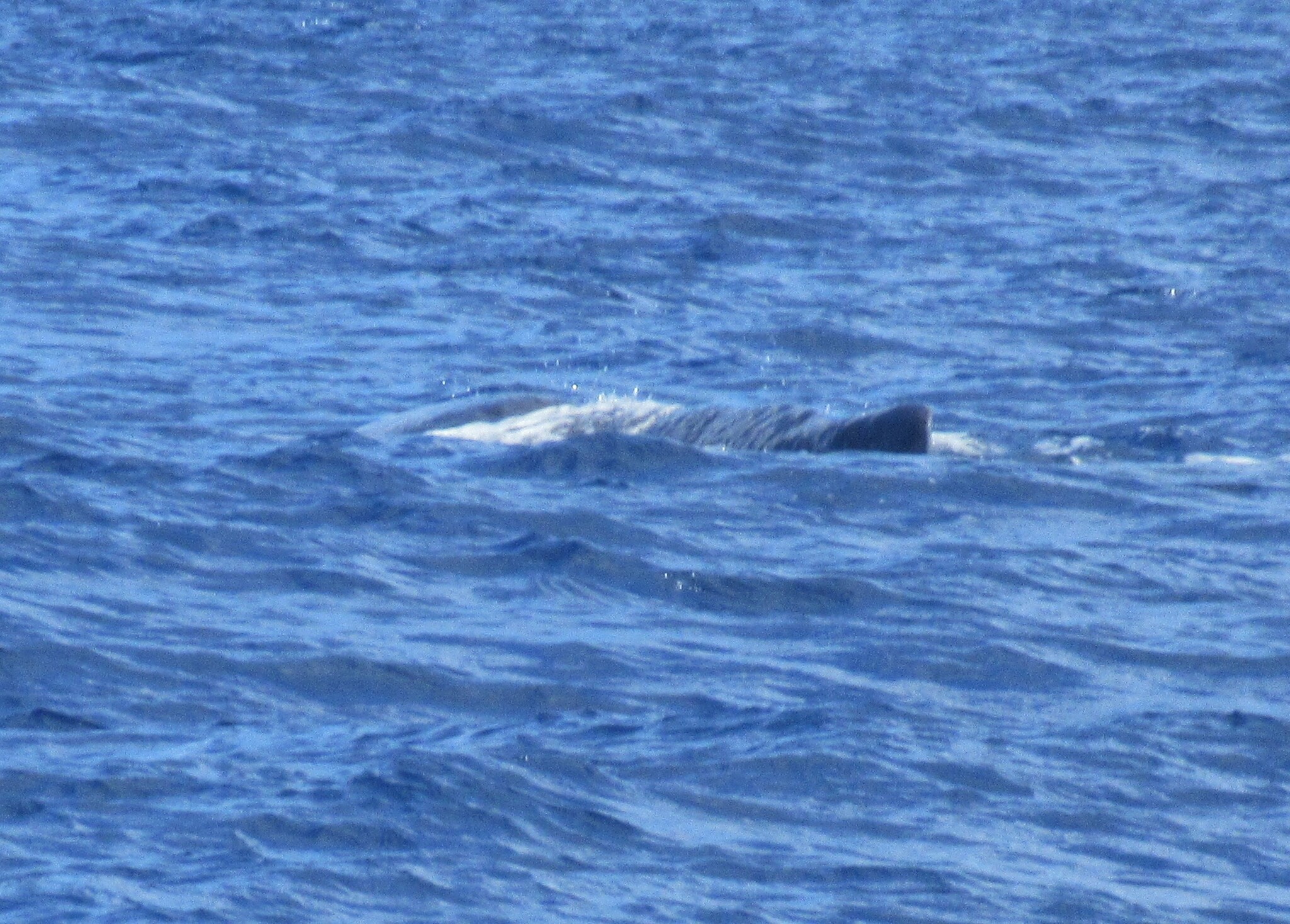 Physeter macrocephalus Linnaeus, 1758