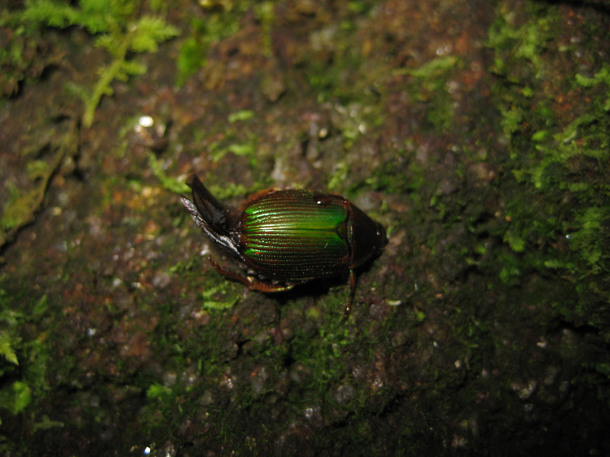 Callistethus marginatus (Fabricius, 1792)