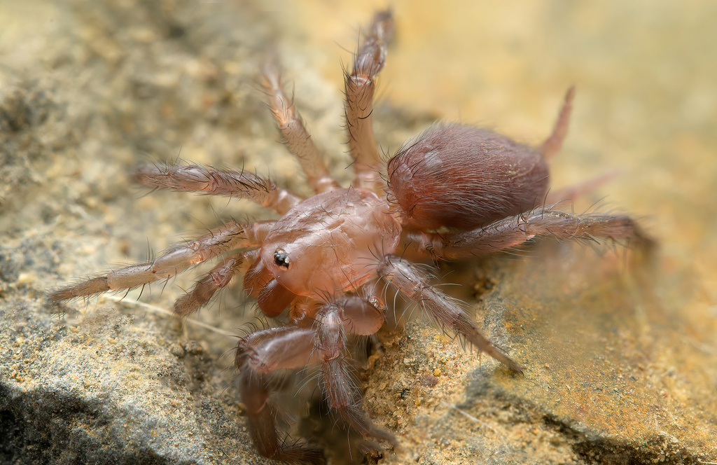 Hexurella encina from Ensenada, Baja California, Mexico on January 16 ...