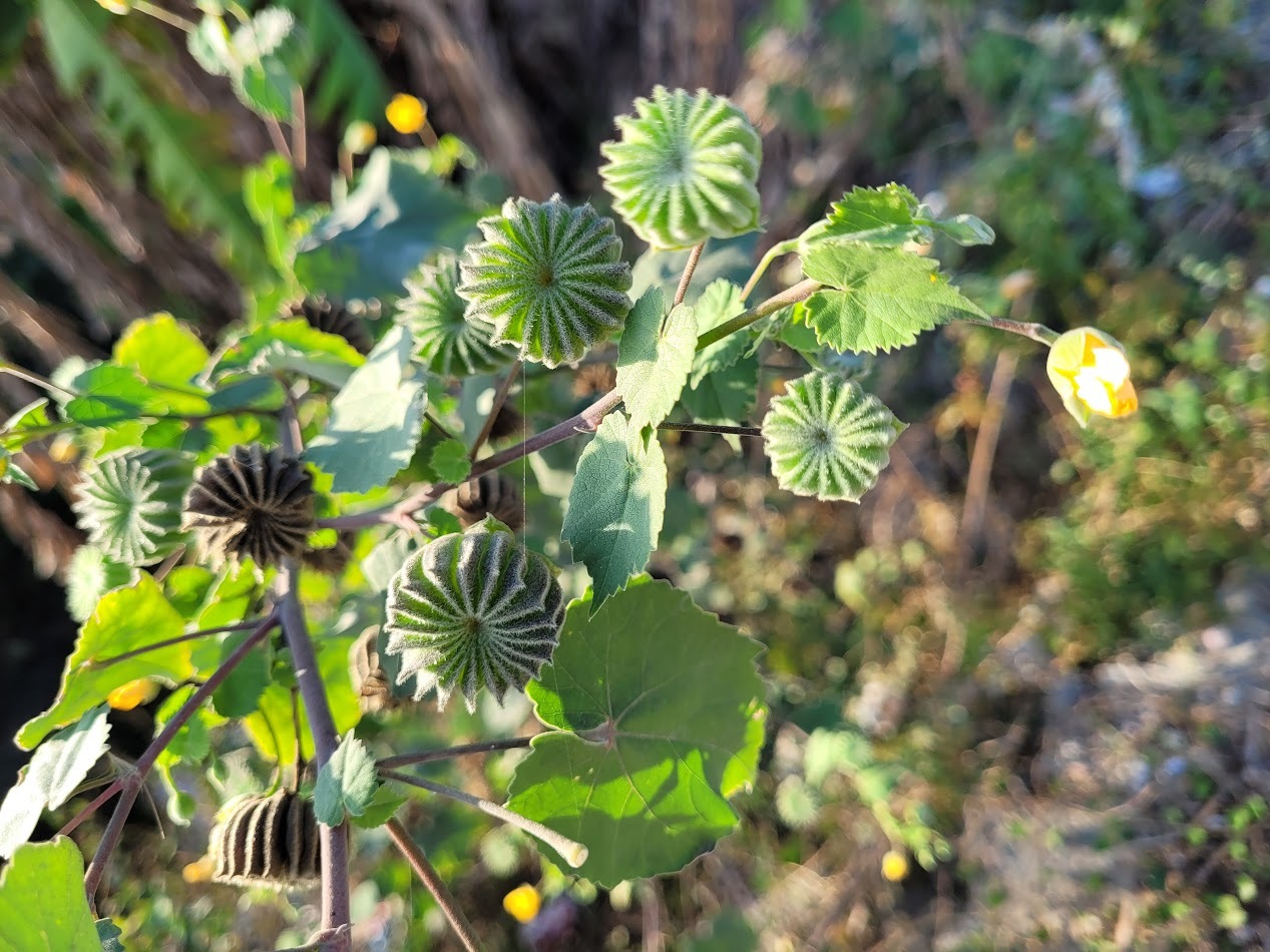 Abutilon indicum (L.) Sweet