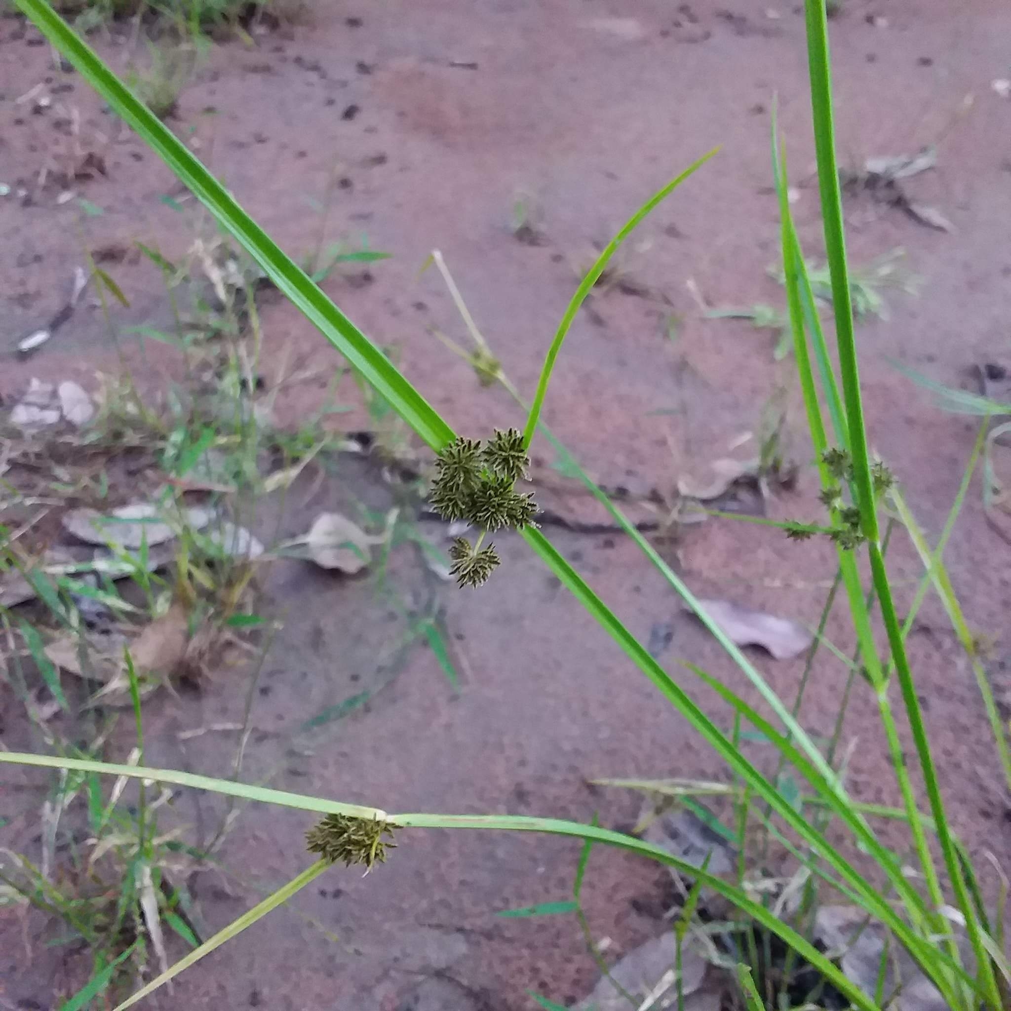 Cyperus difformis L.