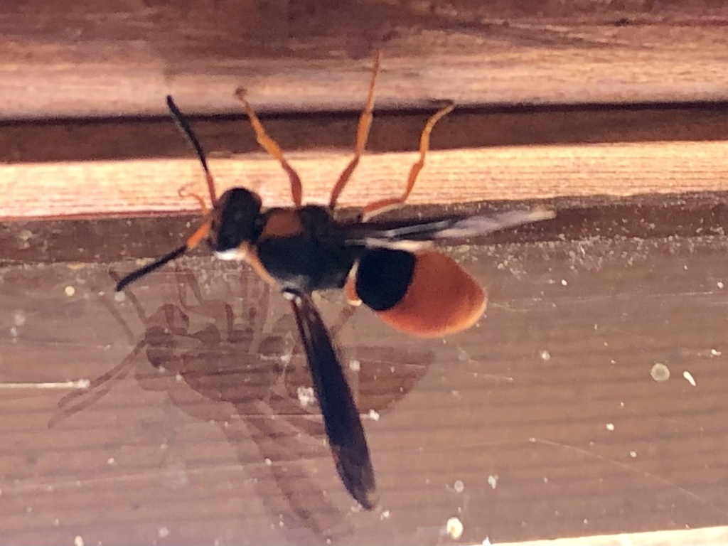 Potter and Mason Wasps in January 2023 by Kerrie Jennings · iNaturalist