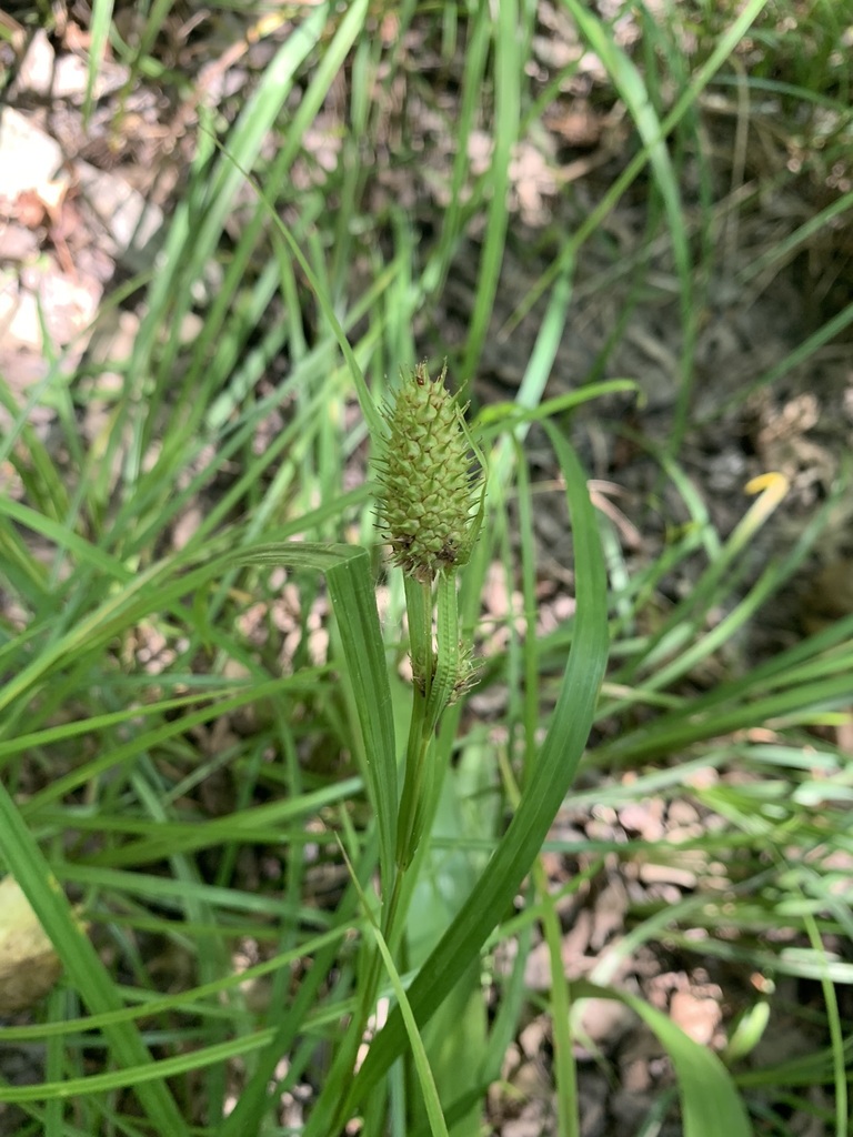 cattail sedge from Lonoke County, AR, USA on July 14, 2022 at 02:55 PM ...