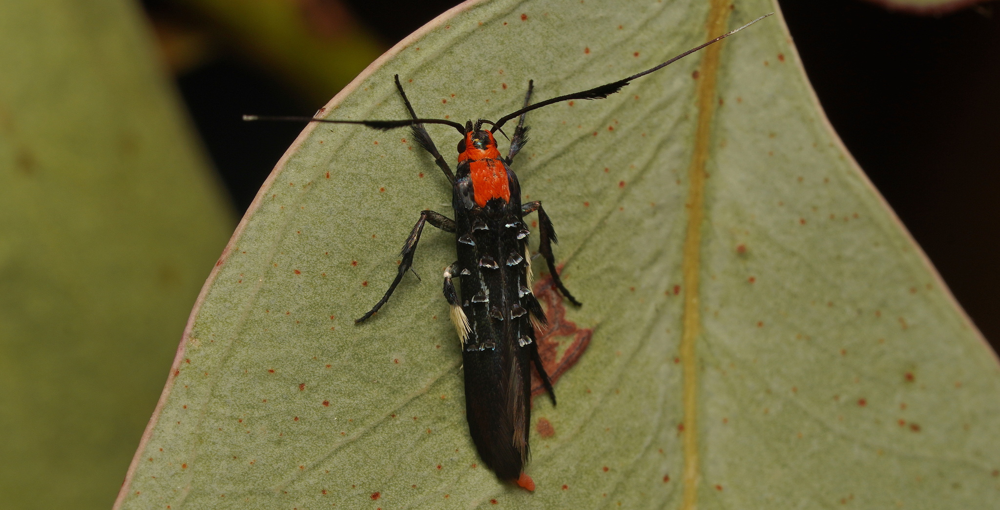 Stathmopodidae
