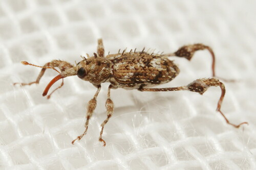 Acicnemis arachnopus · iNaturalist