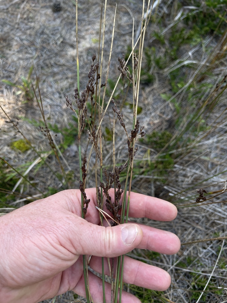Baltic Rush in October 2022 by Rob Curtis · iNaturalist