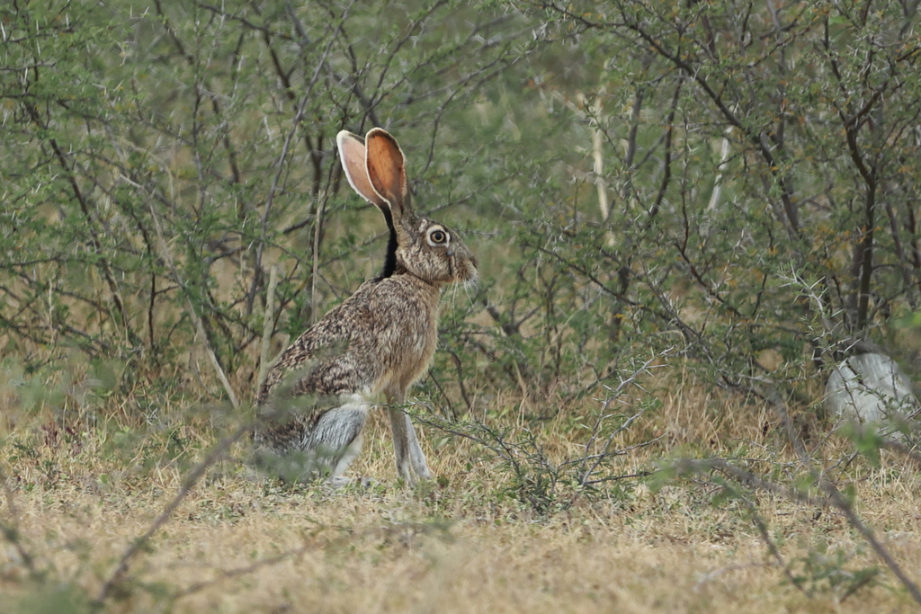 Black-tailed Jackrabbit from Linares, N.L., México on January 20, 2023 ...