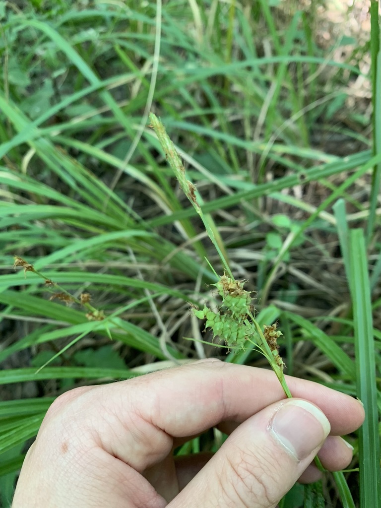 Cypress Swamp Sedge from Arkansas, Arkansas, United States on August 19 ...