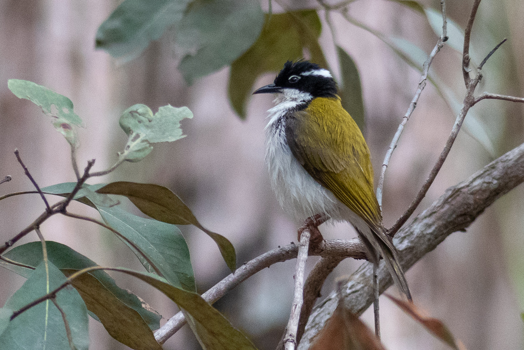 White-throated Honeyeater from Toohey Forest Park, Toohey Road, Nathan ...