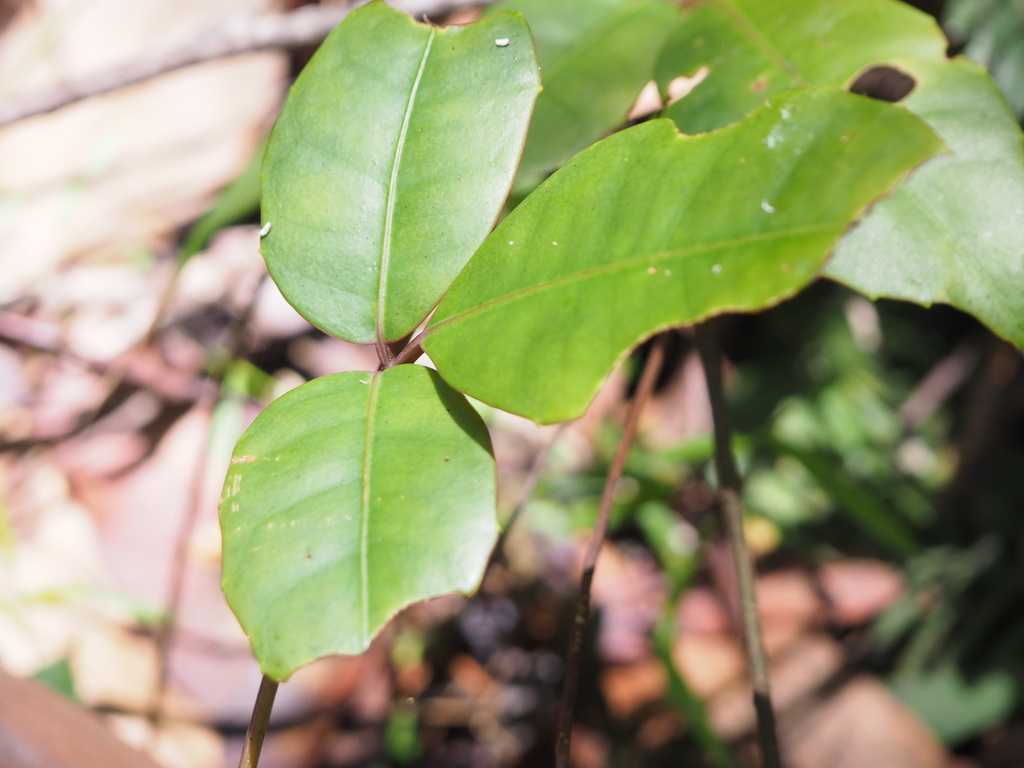 Native Grape from Valla NSW 2448, Australia on January 26, 2023 at 12: ...