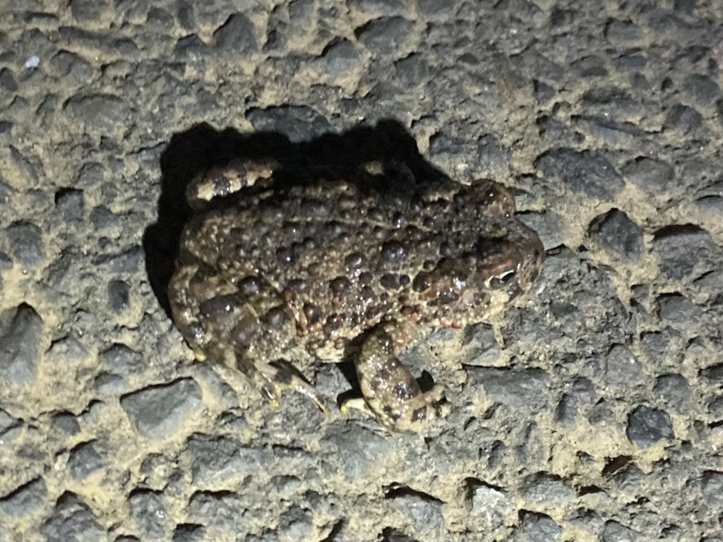 California Toad from Chileno Valley Rd, Petaluma, CA, US on January 25 ...