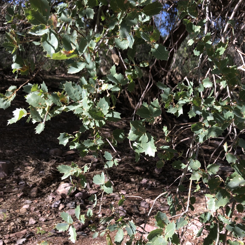 Ajo Mountain scrub oak (Quercus ajoensis) - Botanical Realm