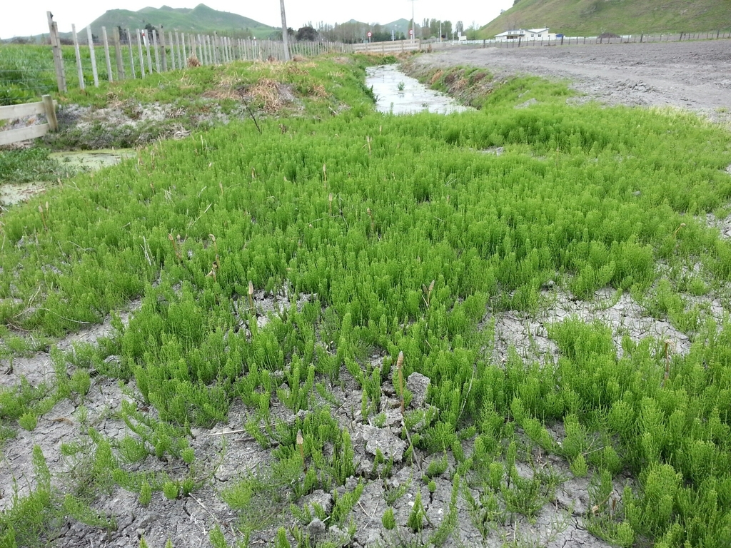 field horsetail on October 17, 2015 at 06:58 PM by Hamish Carson ...