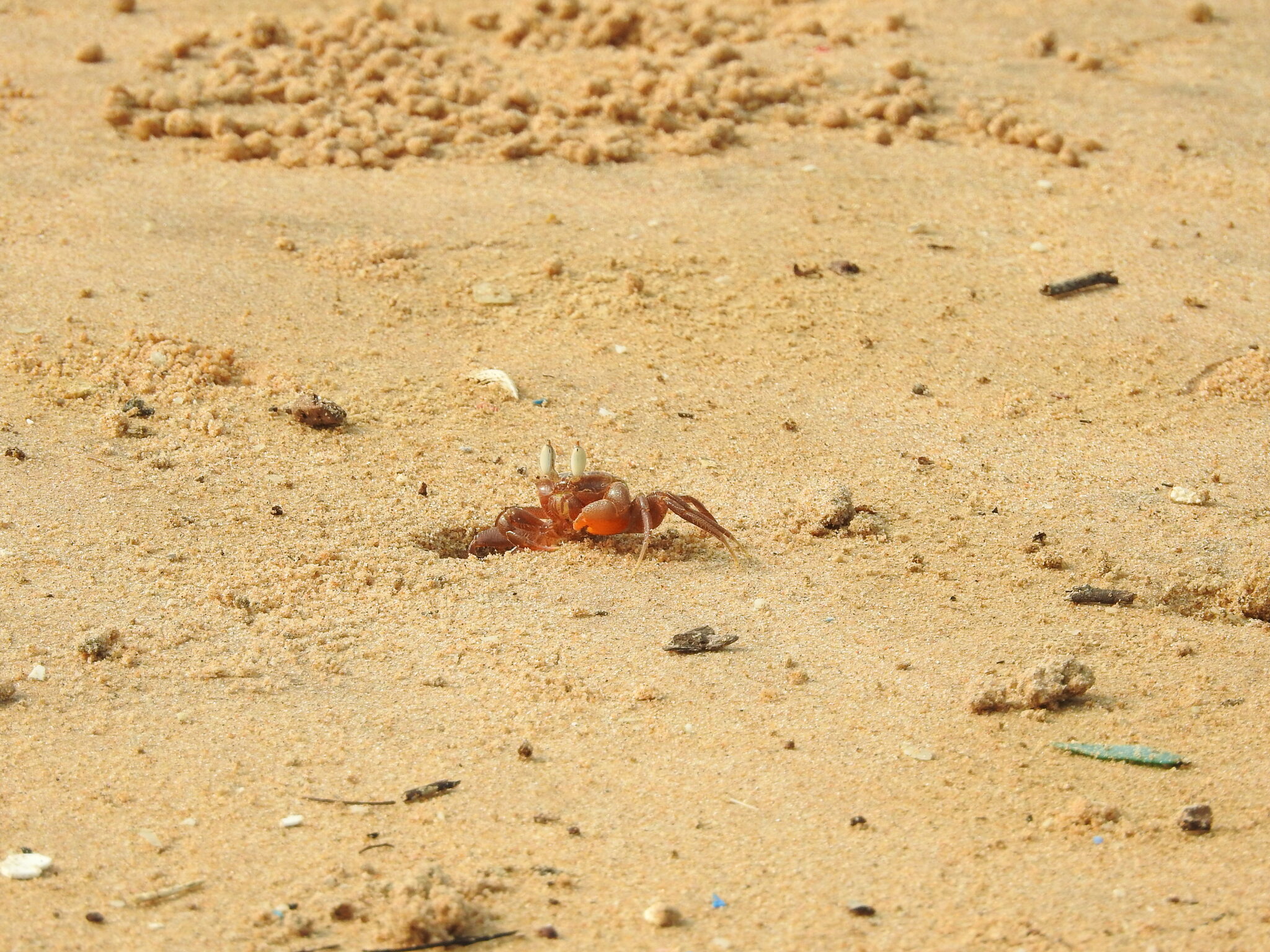 Ocypode macrocera H.Milne Edwards, 1837