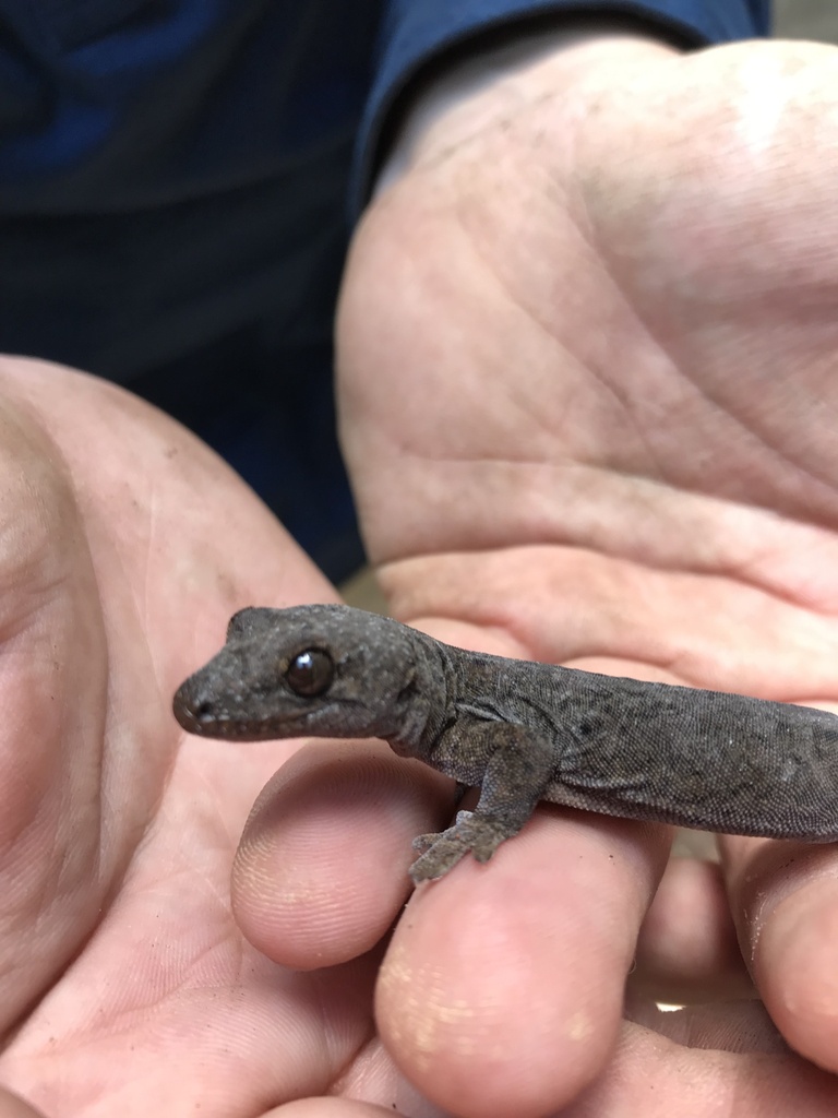 New Zealand Brown Geckos in January 2023 by karene38 · iNaturalist