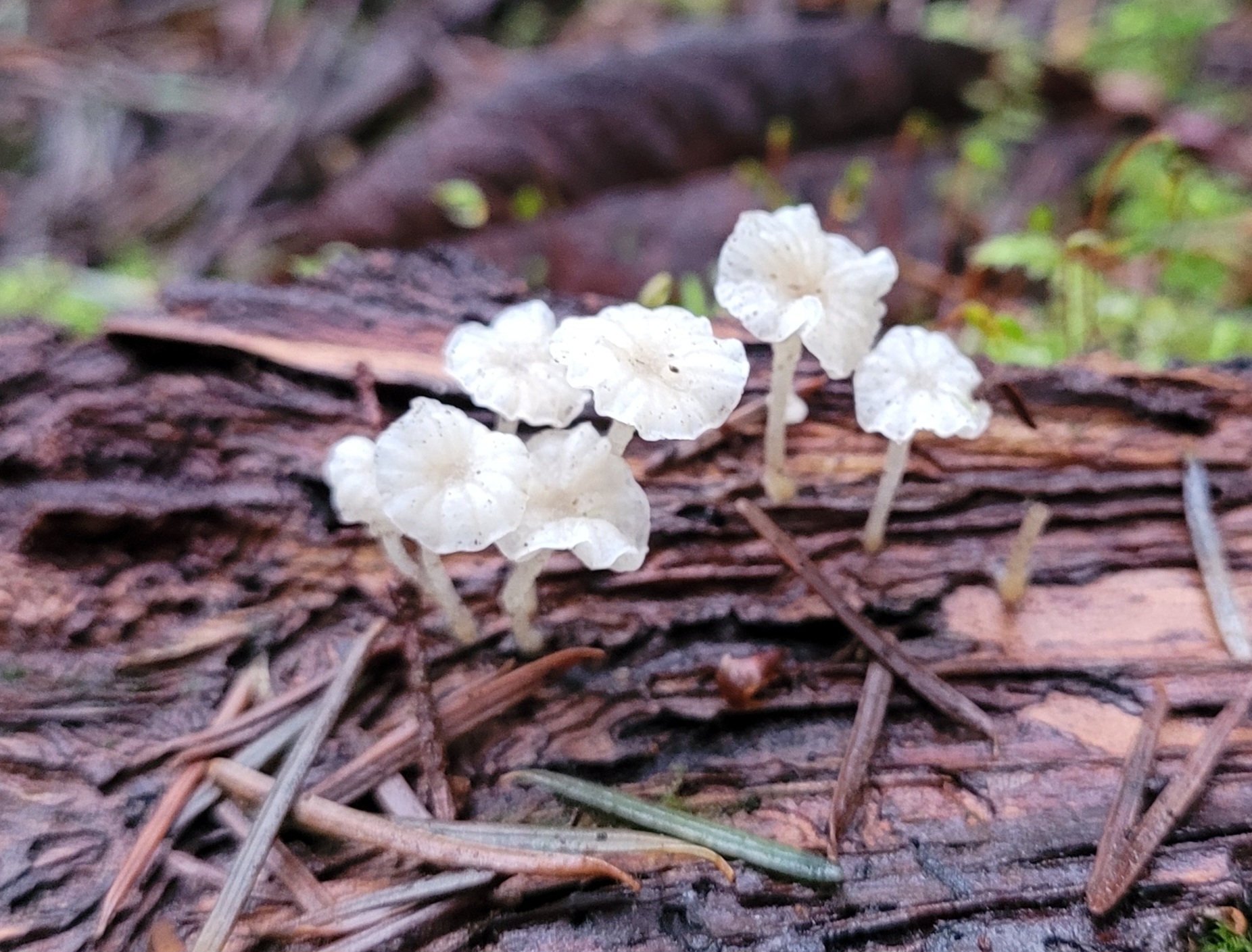 Phloeomana Redhead