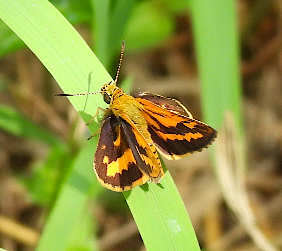 Wide-brand Grass-dart from Dowse Lagoon, Sandgate, QLD, Australia on ...