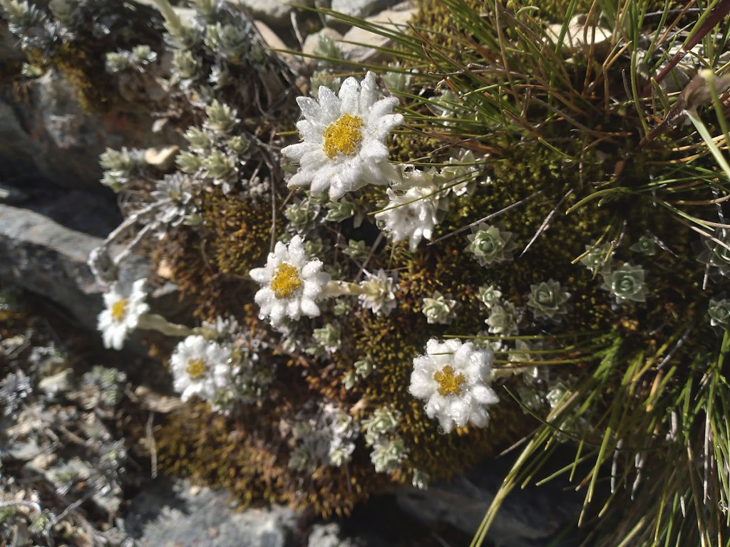 New Zealand edelweisses from Marlborough District, Marlborough, New ...
