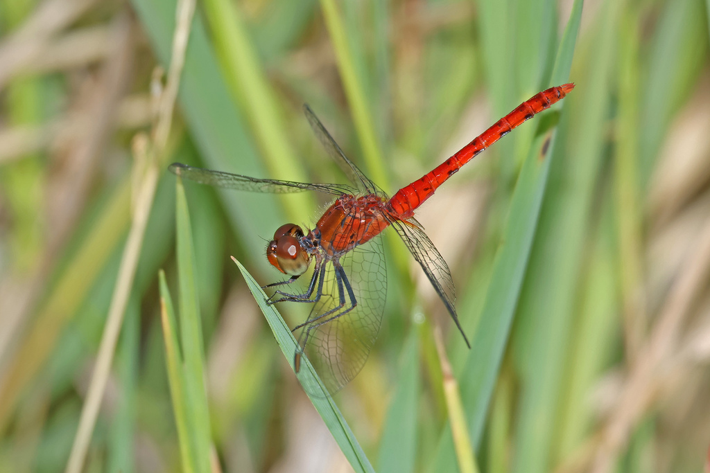Pygmy Percher from Lake Manchester QLD 4306, Australia on January 26 ...