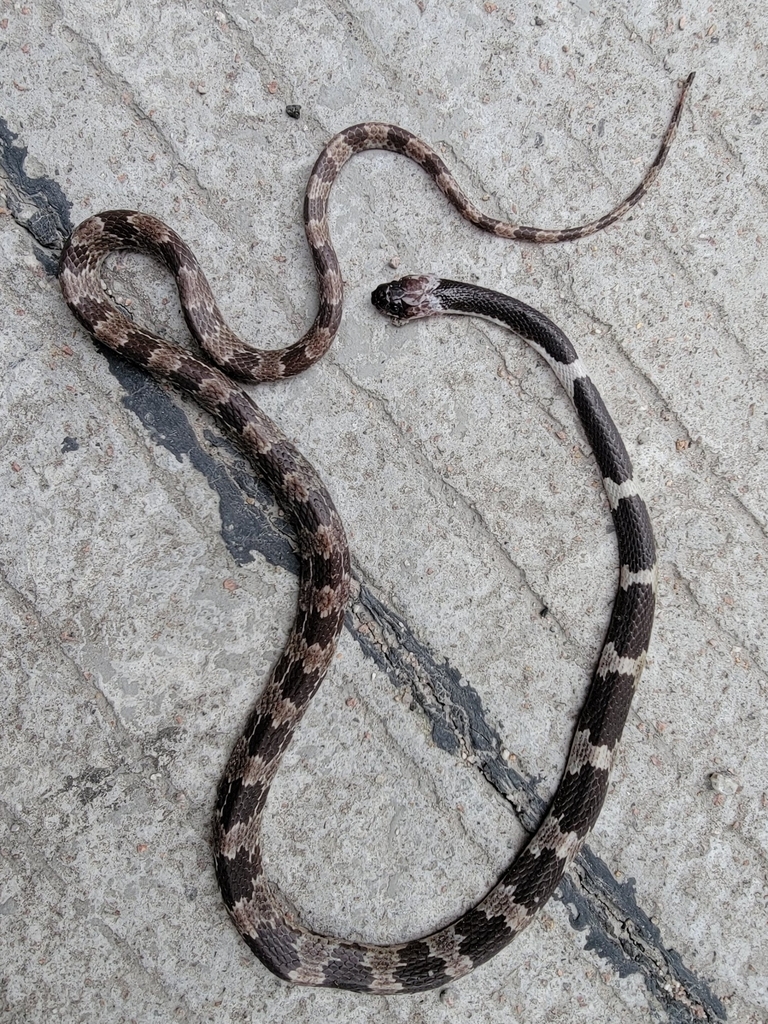 Formosa Wolf Snake from Longyan, CN-FJ, CN on January 26, 2023 at 08:02 ...