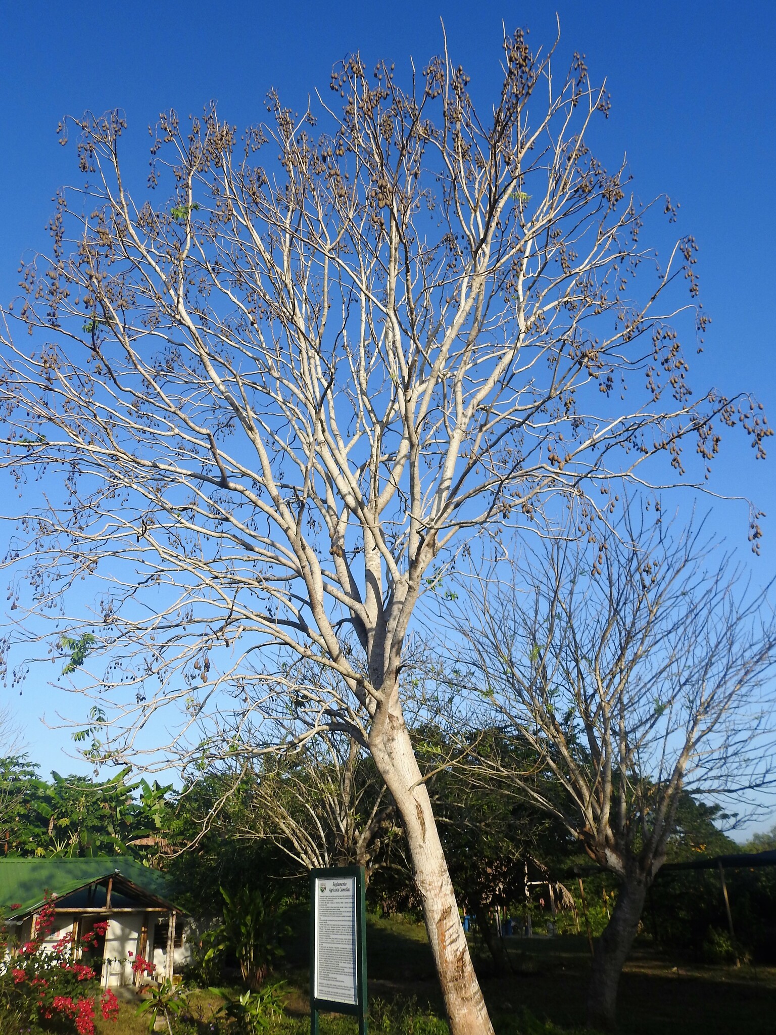 Cedrela odorata L.