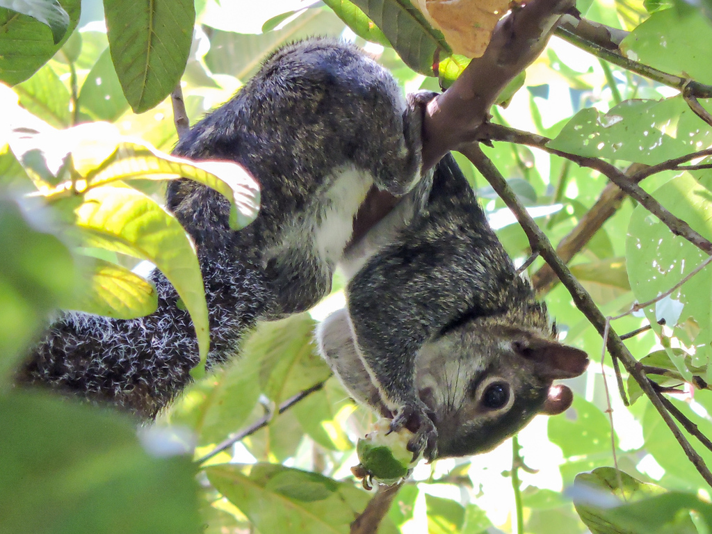 Collie's Squirrel (Sciurus colliaei) - Know Your Mammals