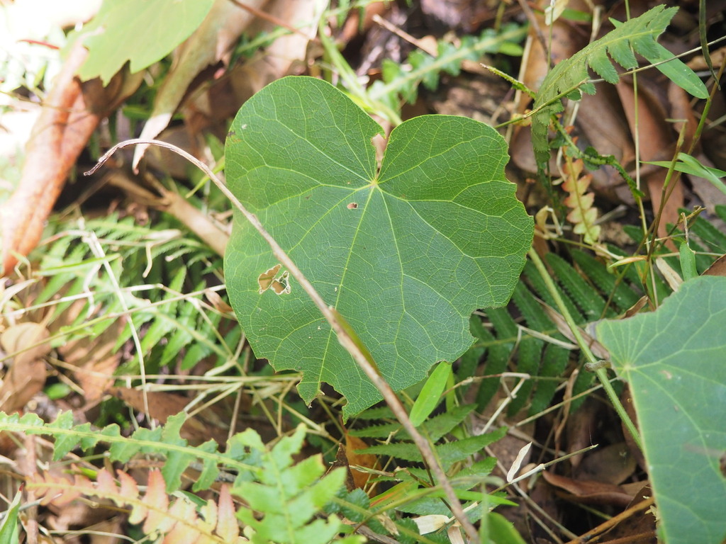 pearl vine from Valla NSW 2448, Australia on January 26, 2023 at 01:28 PM by Nathanael Green ...