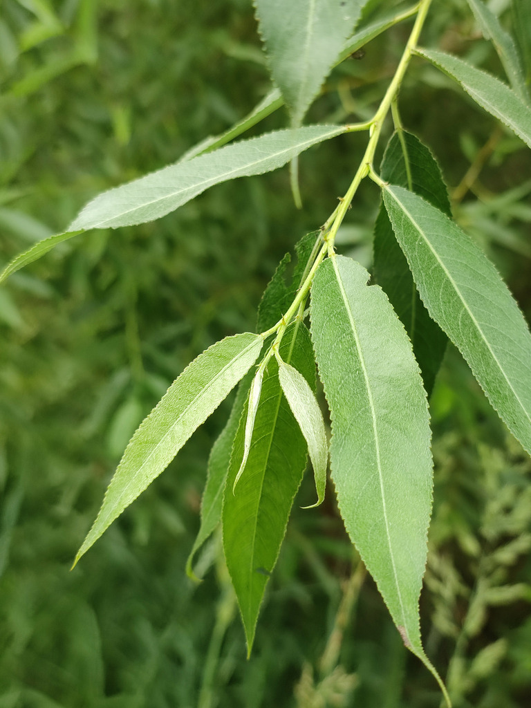 hybrid crack willow from O3-1 (Уршельский), Гусь-Хрустальный р-н ...