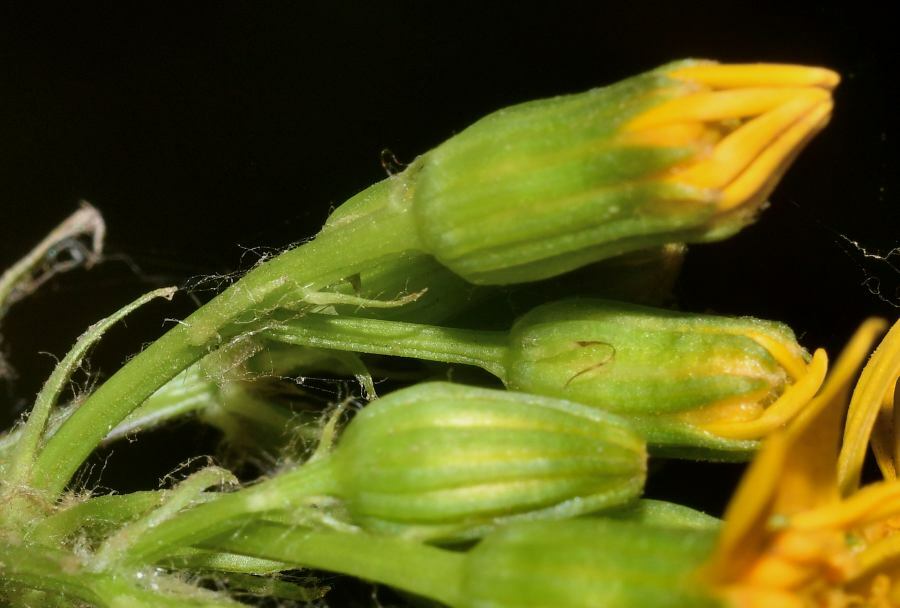 Packera sanguisorbae (DC.) C.Jeffrey