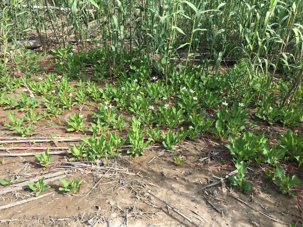 giant reed from Ventura, California, United States on May 2, 2019 at 09 ...